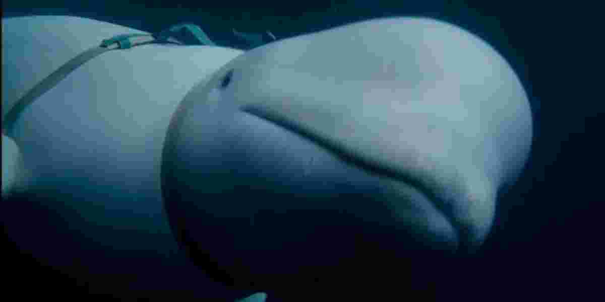 How a Russian Military-Trained Beluga Whale Ended Up in Norway | Mwakilishi.com